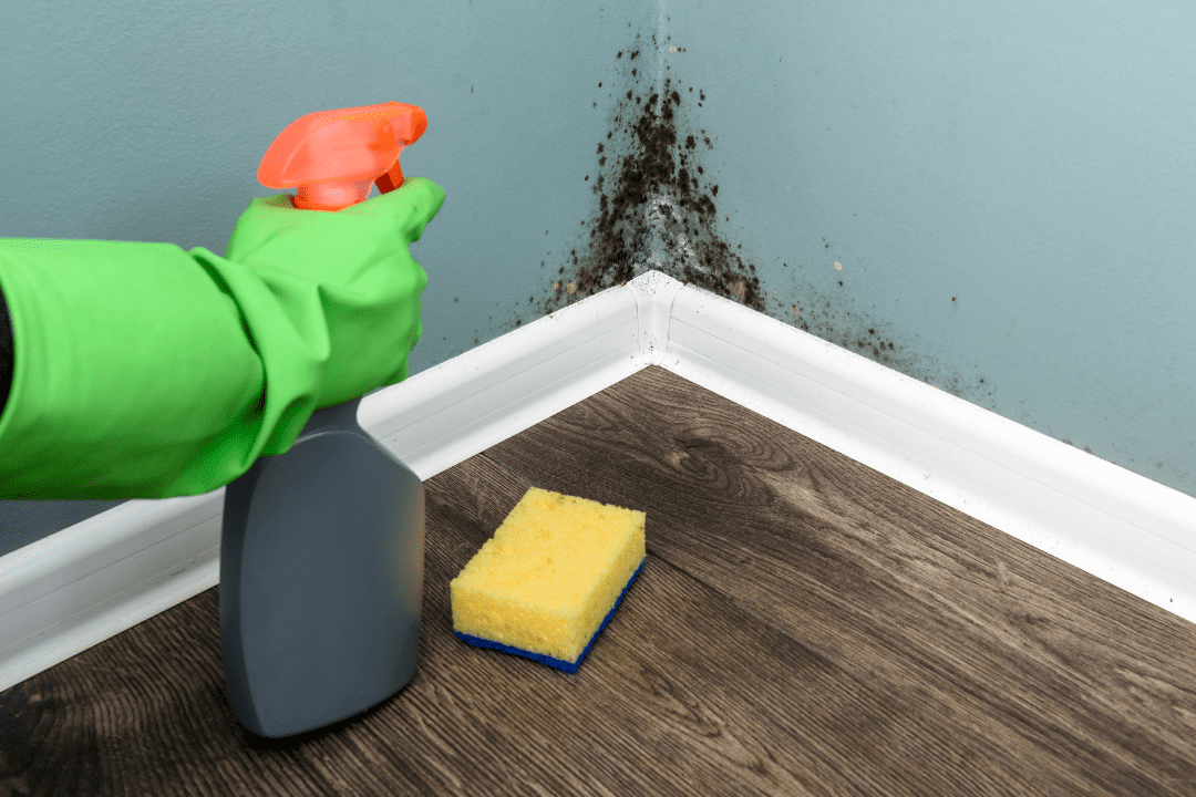 Mold Coverage: What Oklahoma Homeowners Should Know